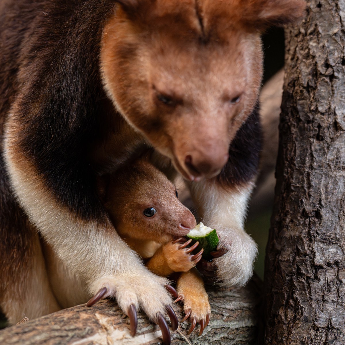 A rare tree kangaroo joey emerges at Chester Zoo | Chester Zoo