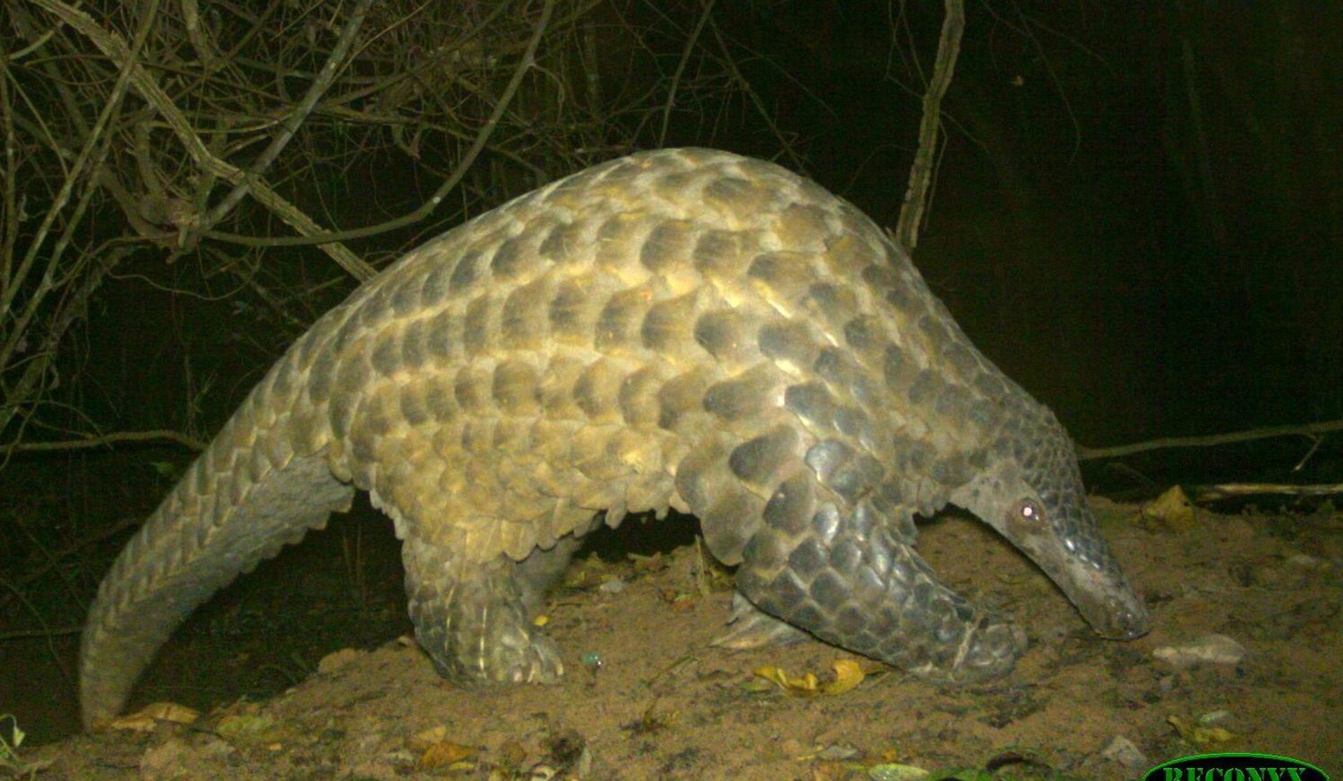 Giant Pangolin Pet Rare Sunda Pangolin Born In Singapore ZooBorns