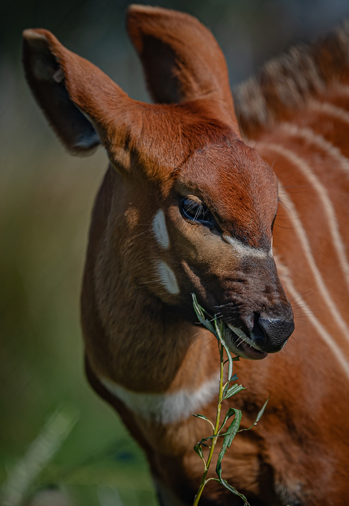Chester Zoo | Bongo Conservation
