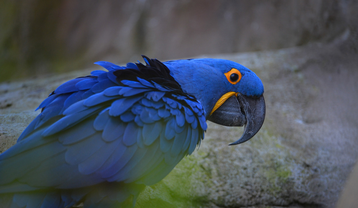 Great green macaw | Chester Zoo animals