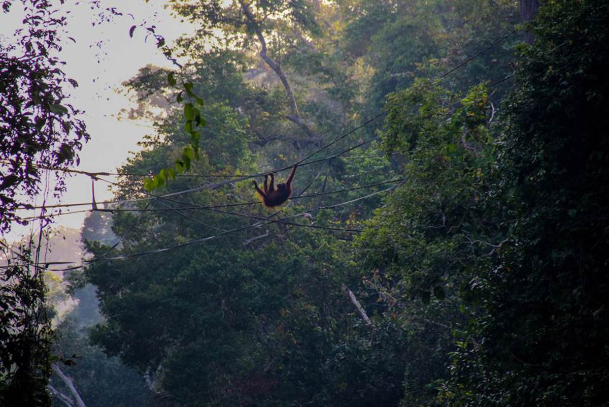 Chester Zoo | Rainforest research Borneo
