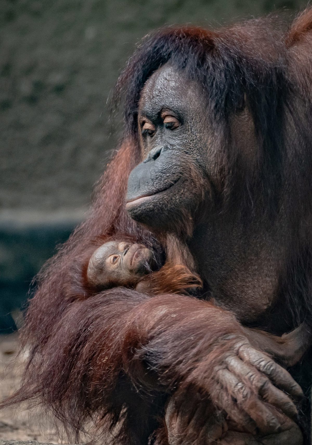 Bornean orangutan | Chester Zoo animals