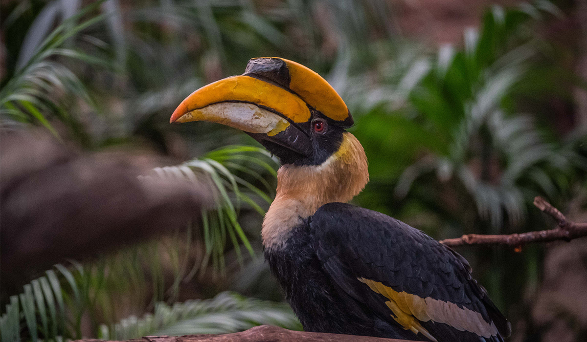 Great hornbill | Chester Zoo animals