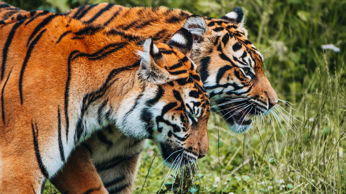 Support our charity | Chester Zoo