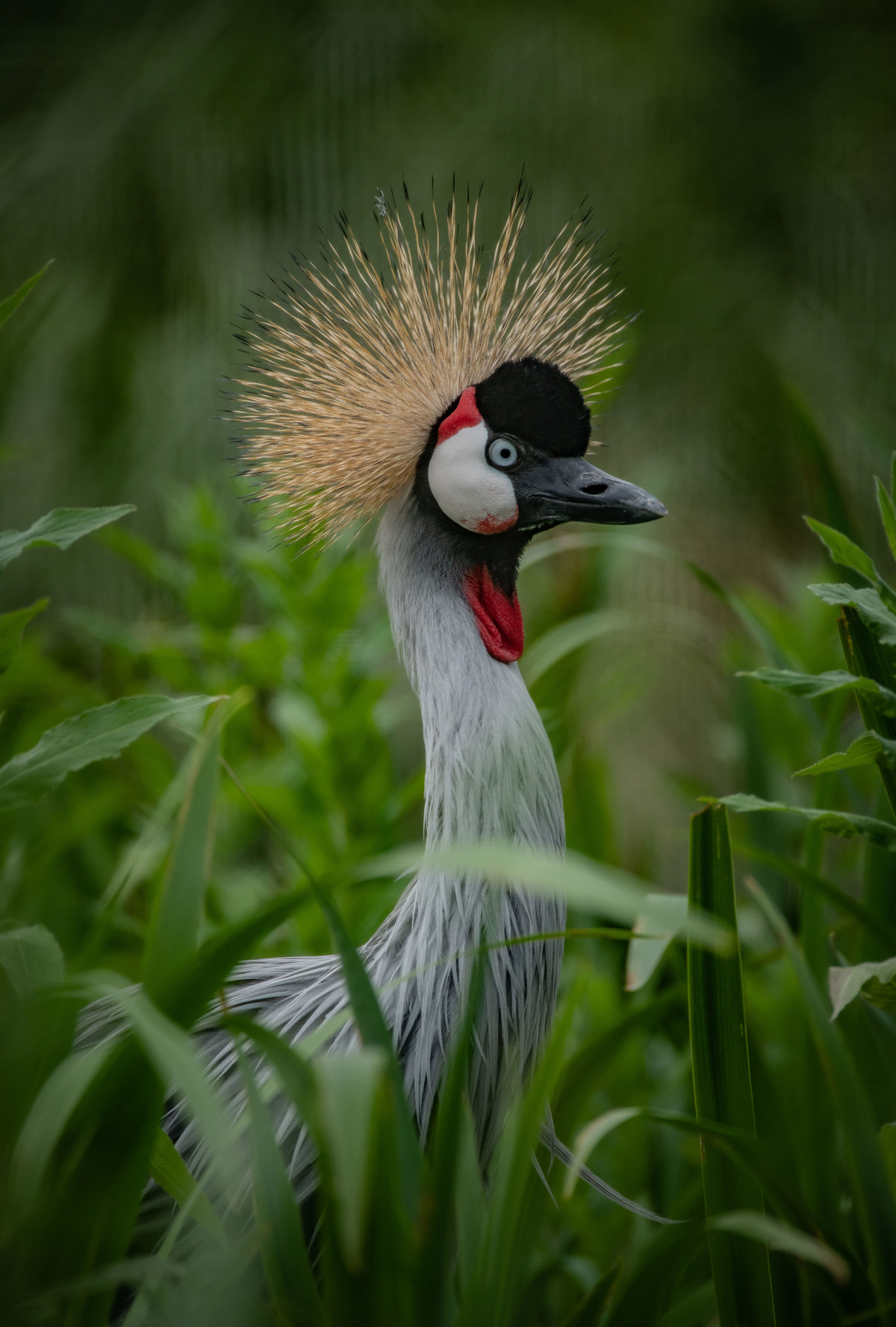Grey crowned crane | Chester Zoo animals