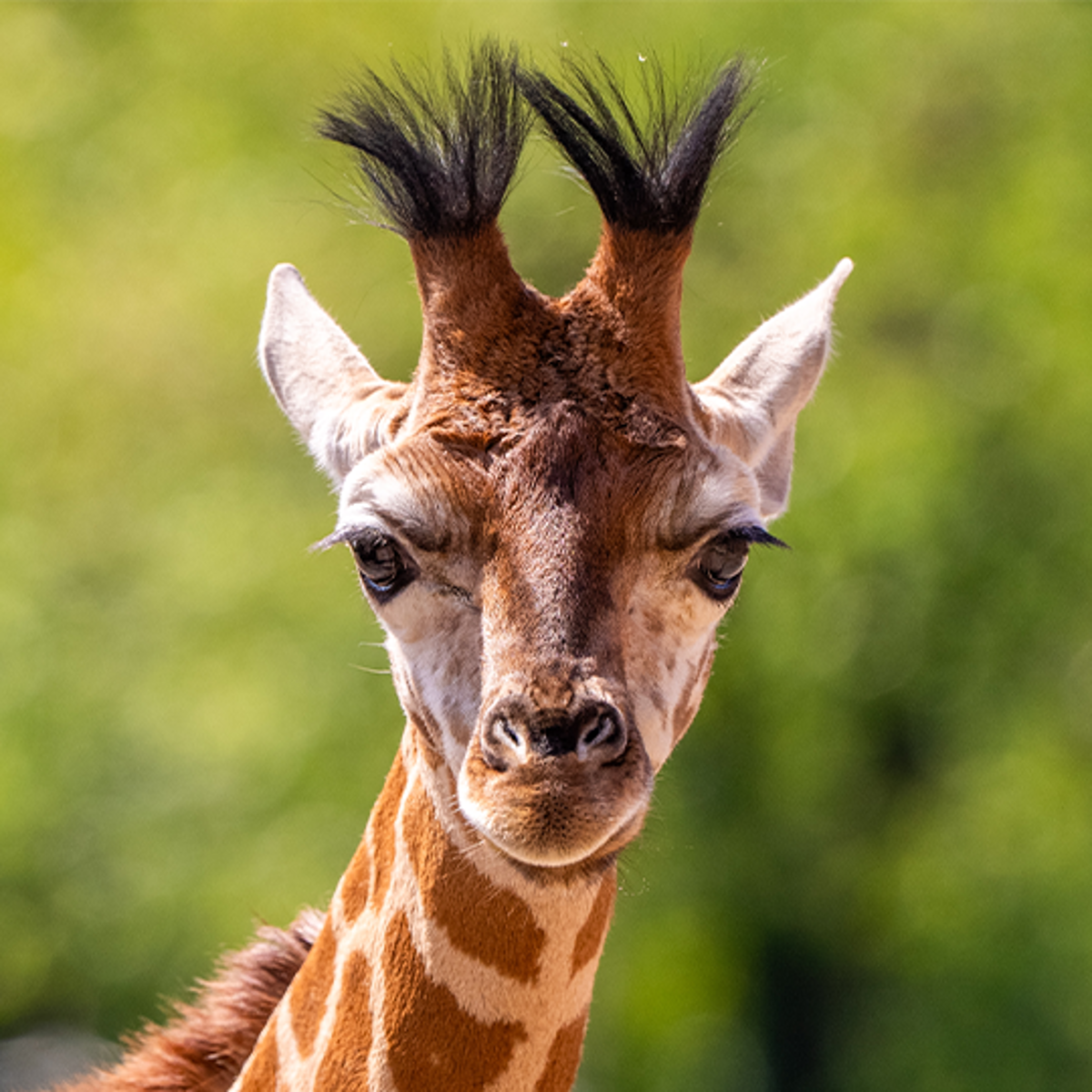 Giraffe | Chester Zoo animals