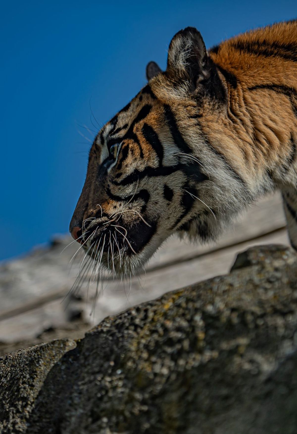 Zoo animal behaviour | Educational workshops | International ...