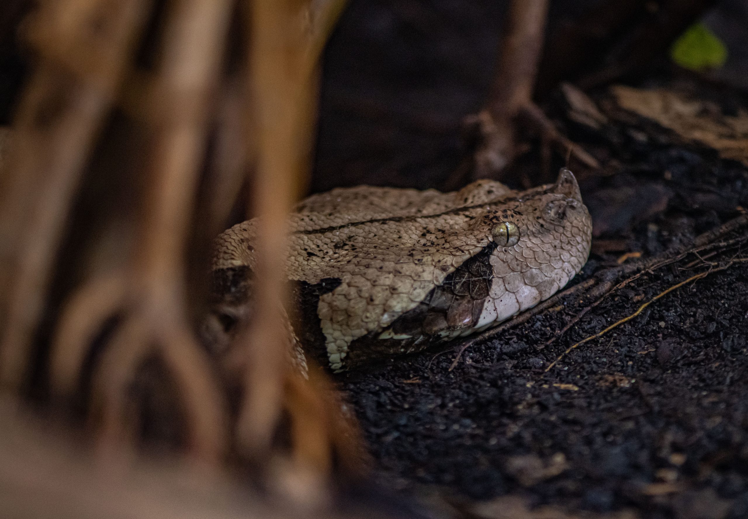 Gaboon viper | Chester Zoo animals