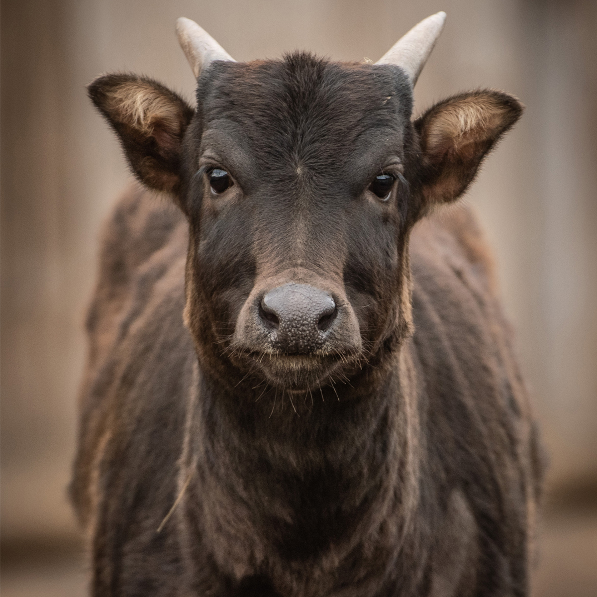 Anoa | Chester Zoo animals