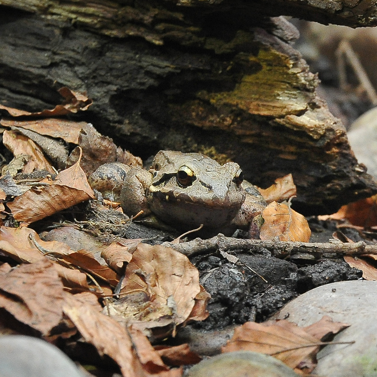 Mountain chicken frog | Chester Zoo animals