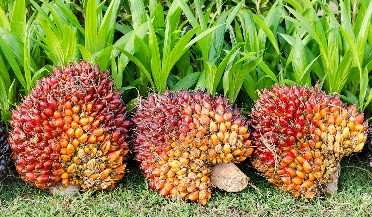 Sustainable Palm Oil Conservation Curriculum Toolkit: KS2 - Year 3 ...
