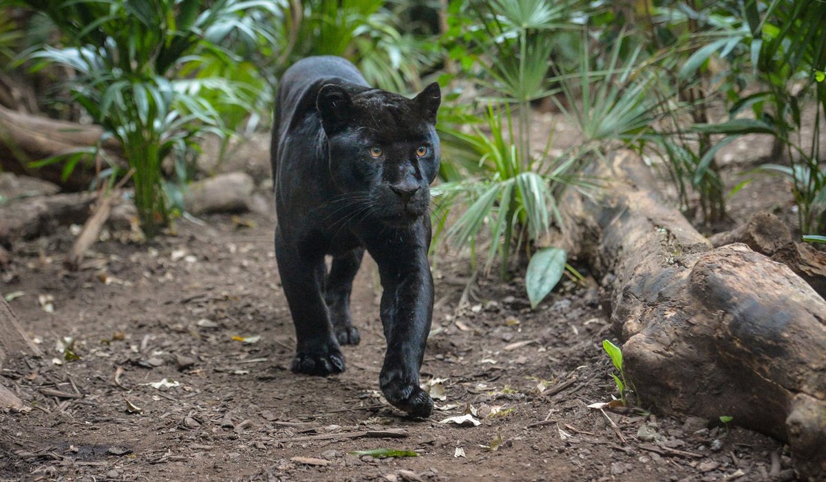 Jaguar Animal What's The Difference: Jaguars, Leopards And Black