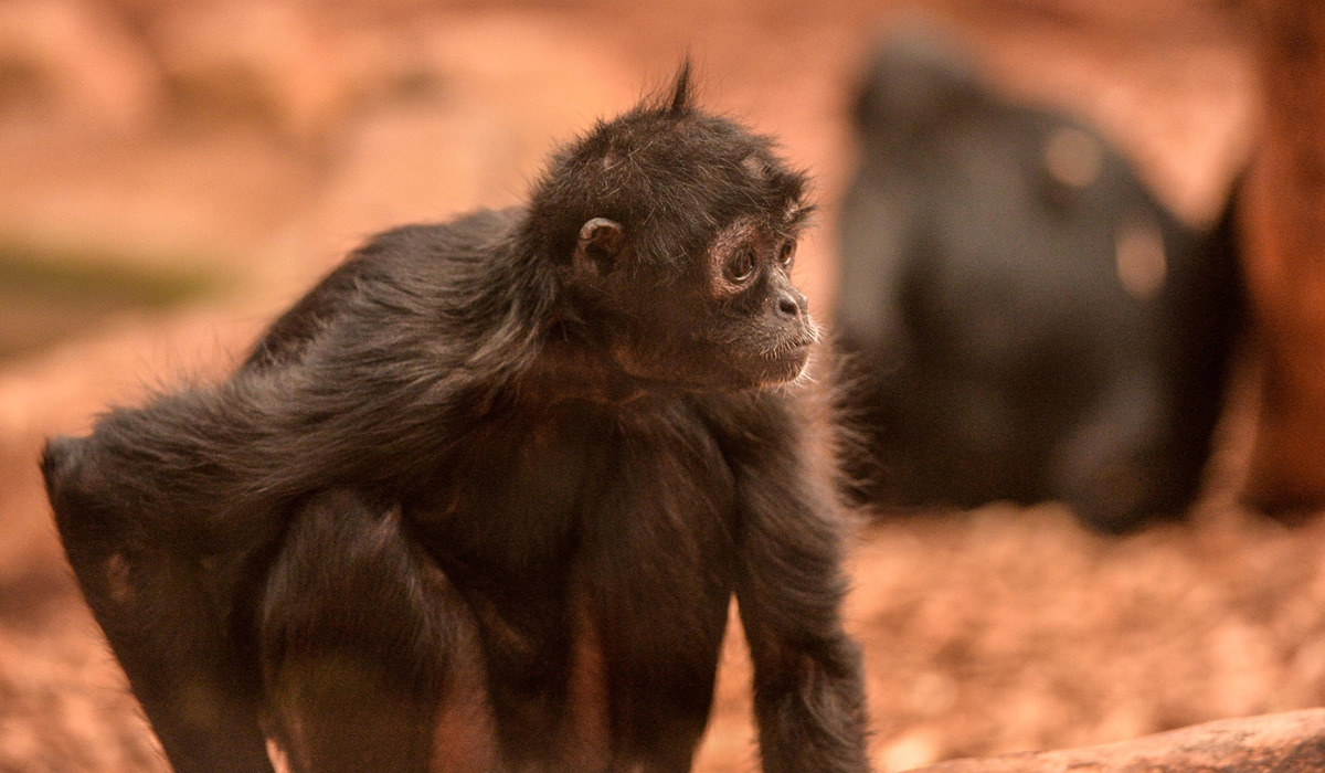 Spider monkey | Chester Zoo animals