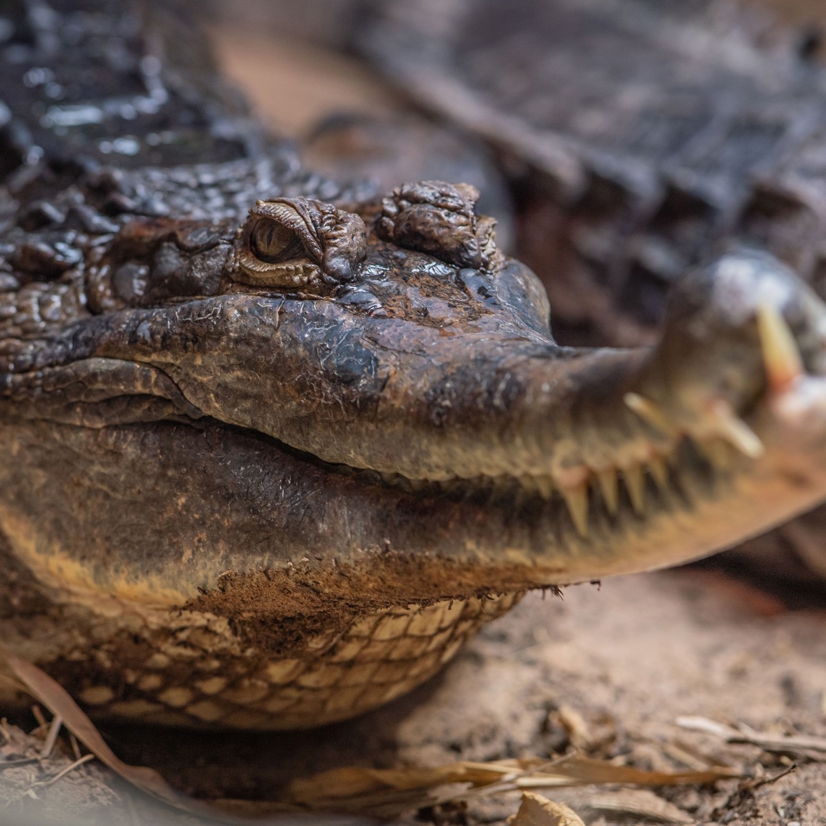 Adopt a gharial | Chester Zoo