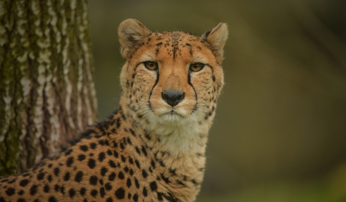 Cheetah | Chester Zoo animals