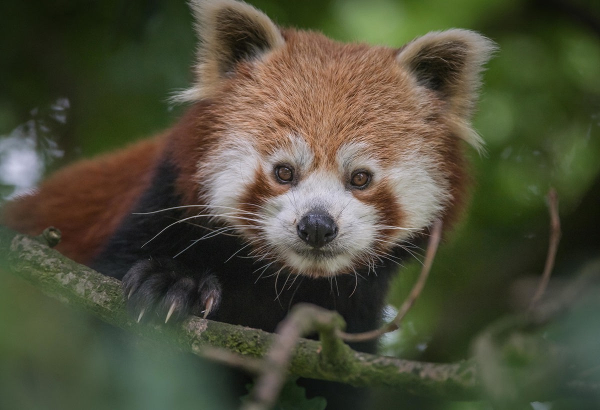 Frequently asked questions | Adopt an animal | Chester Zoo