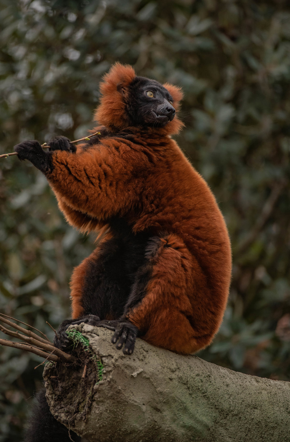 Red-ruffed lemur | Chester Zoo animals
