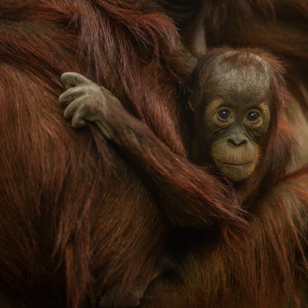 ANIMAL FACT FILE COLLECTION: Rainforest animals