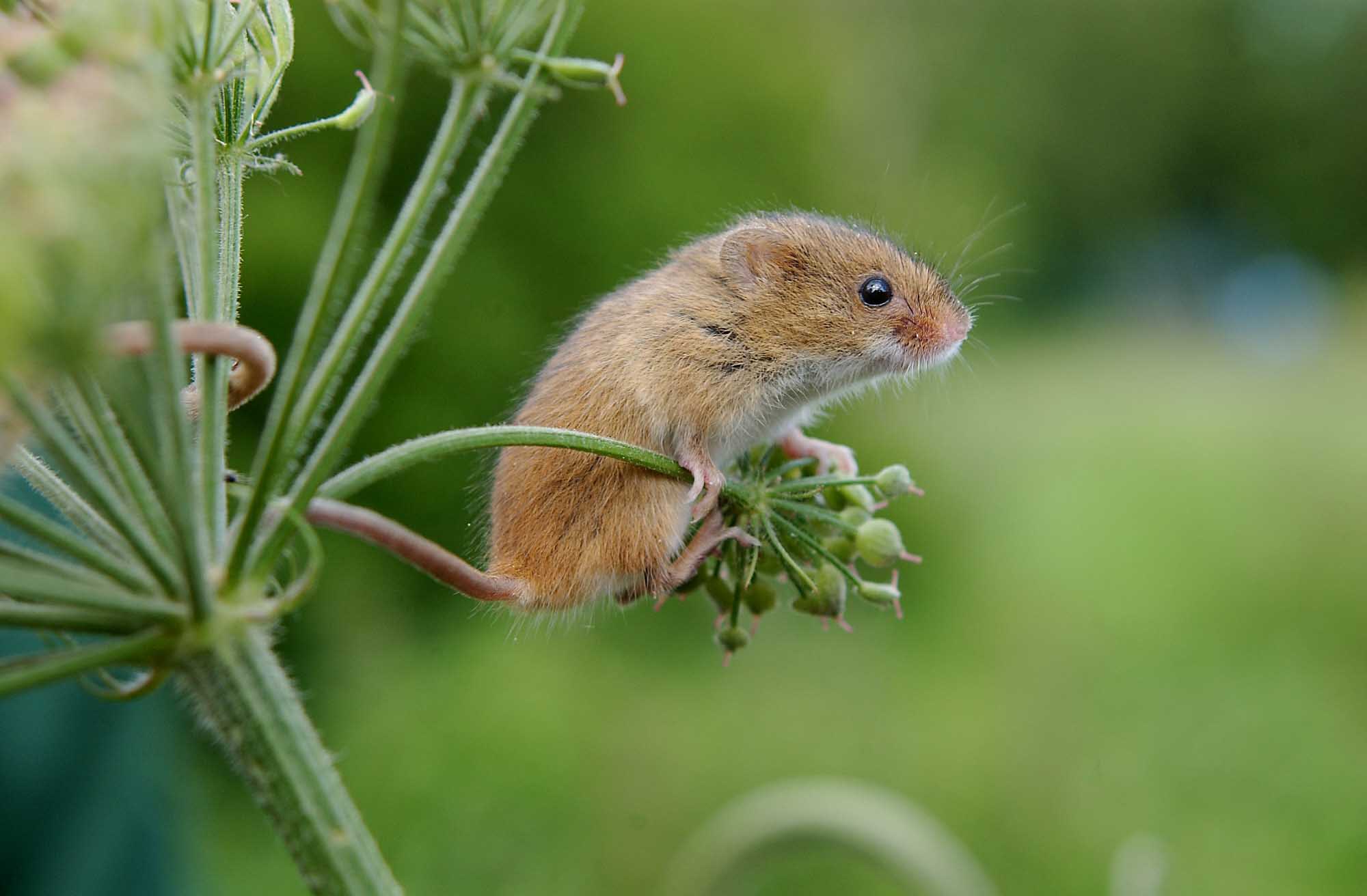 Saving harvest mice in Cheshire: our success story | Chester Zoo