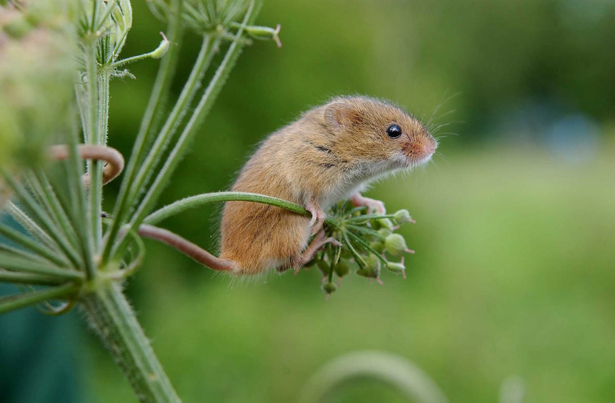 Saving harvest mice in Cheshire: our success story | Chester Zoo