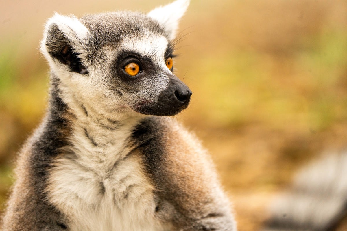 Contact us | Chester Zoo