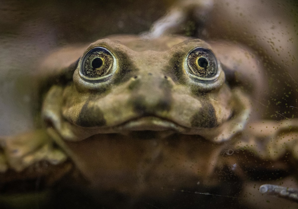 Lake Titicaca Frog Titicaca Water Frog (Telmatobius Culeus) Close Up,