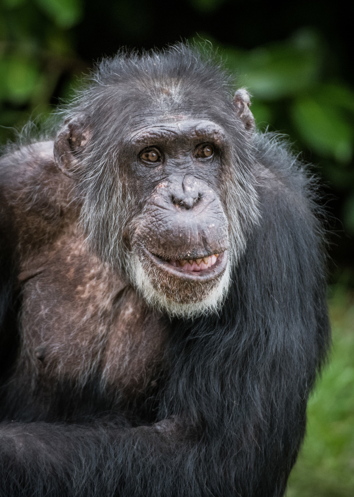 Celebrating the extraordinary life of Boris the chimpanzee | Chester Zoo