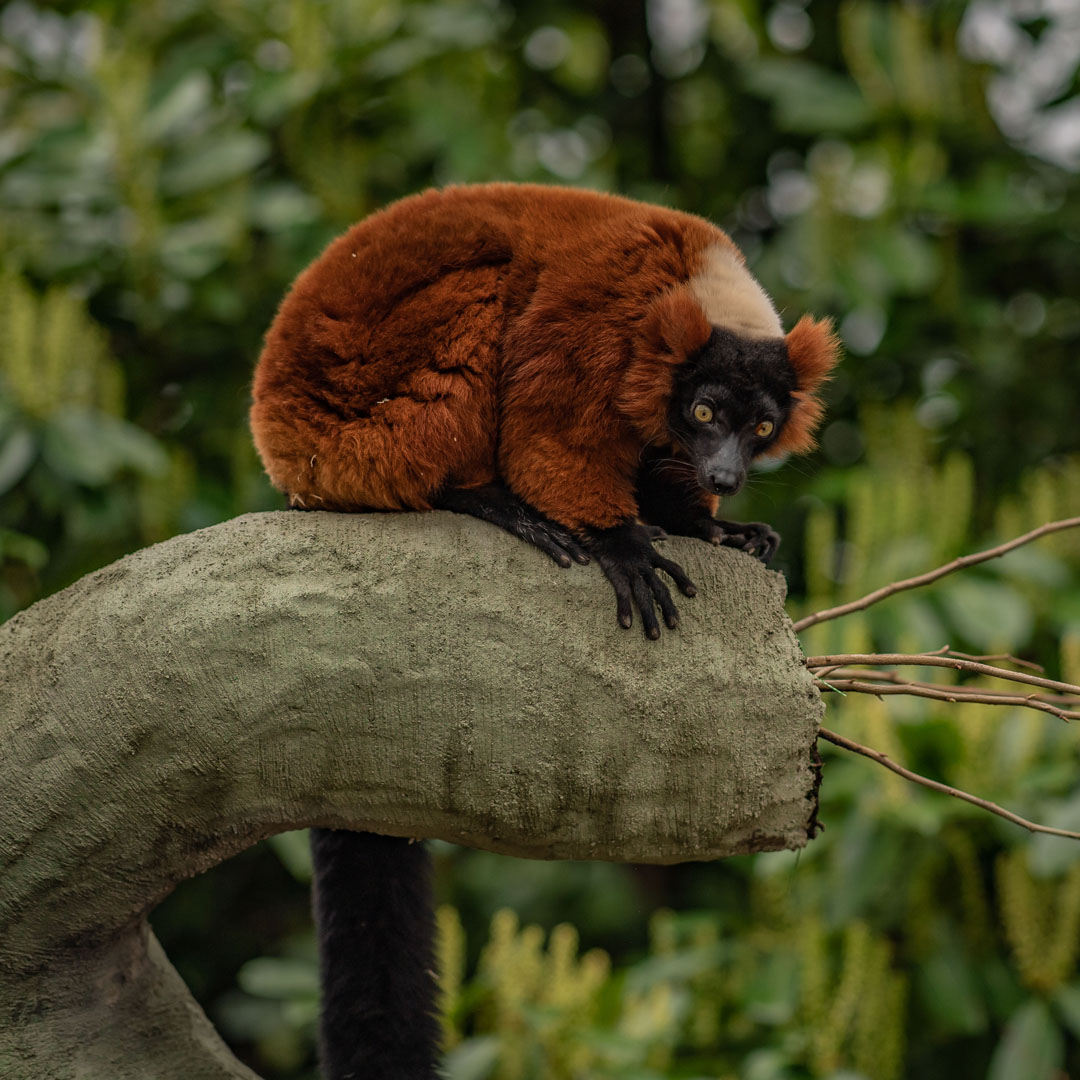 Red-ruffed lemur | Chester Zoo animals