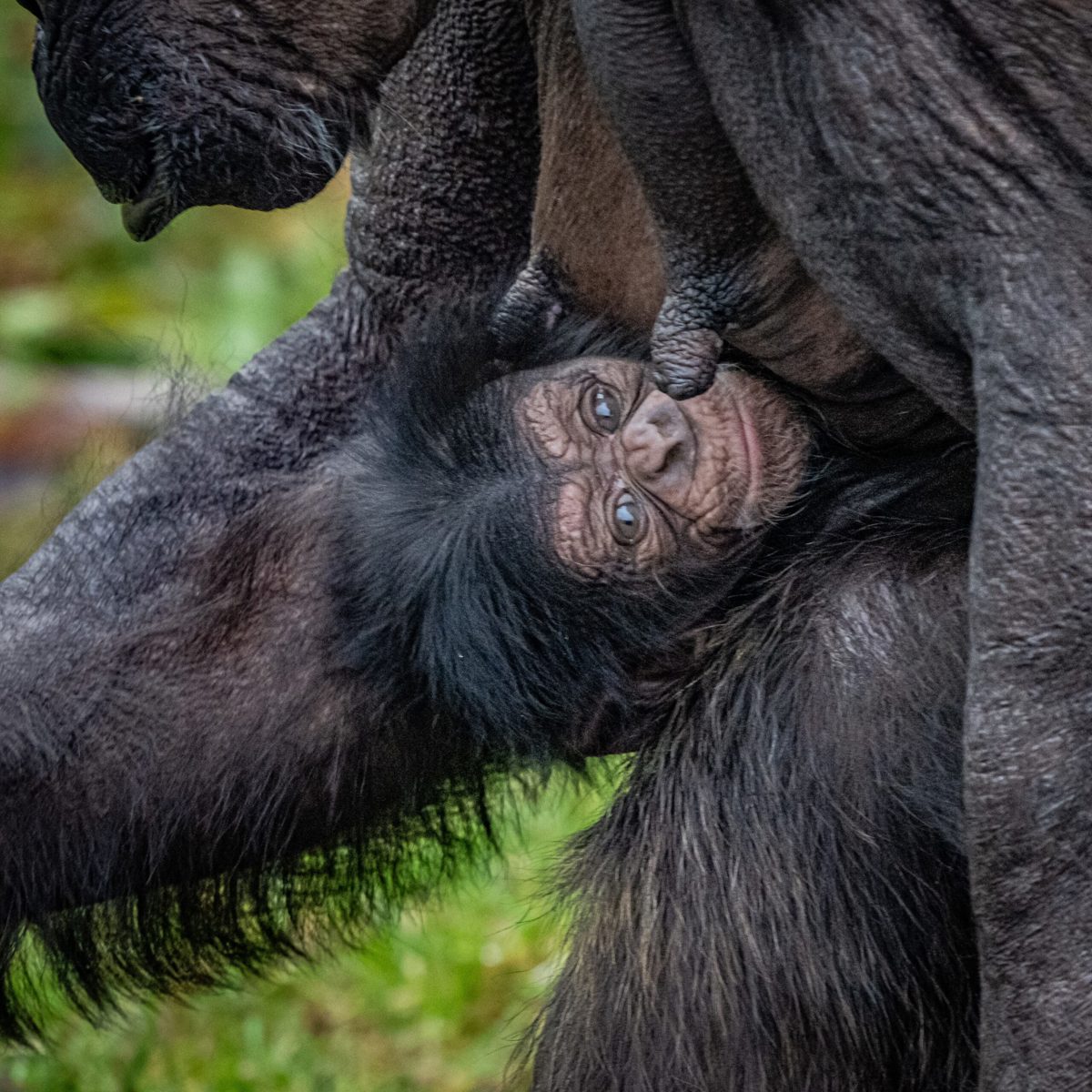 Announcing the birth of a rare baby chimpanzee! | Chester Zoo