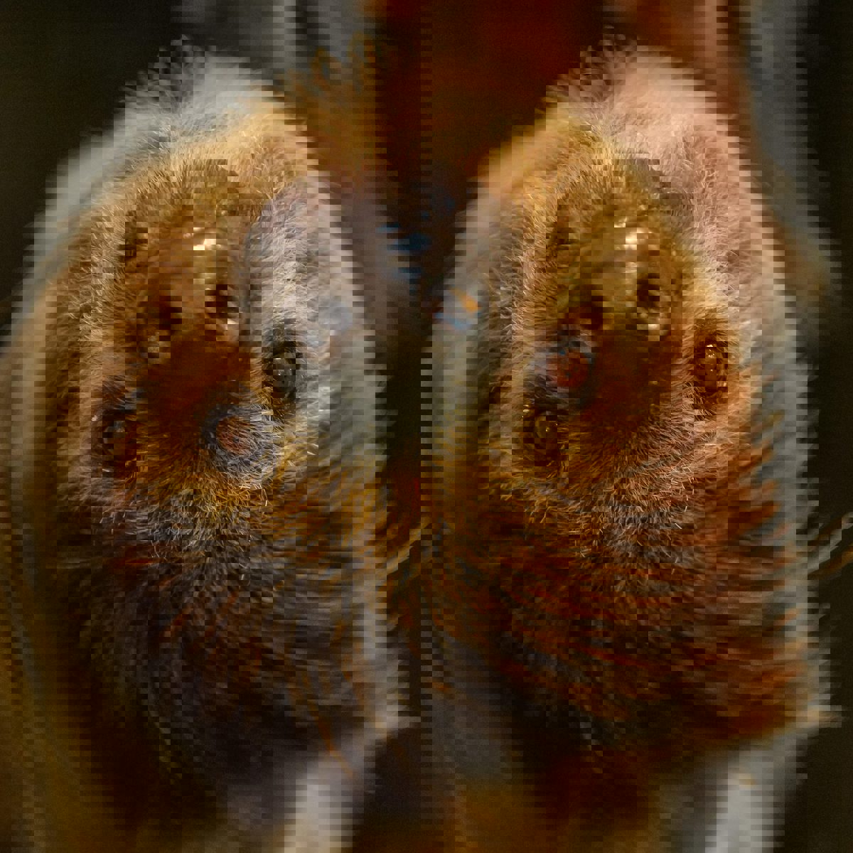 Two-toed sloth | Chester Zoo animals