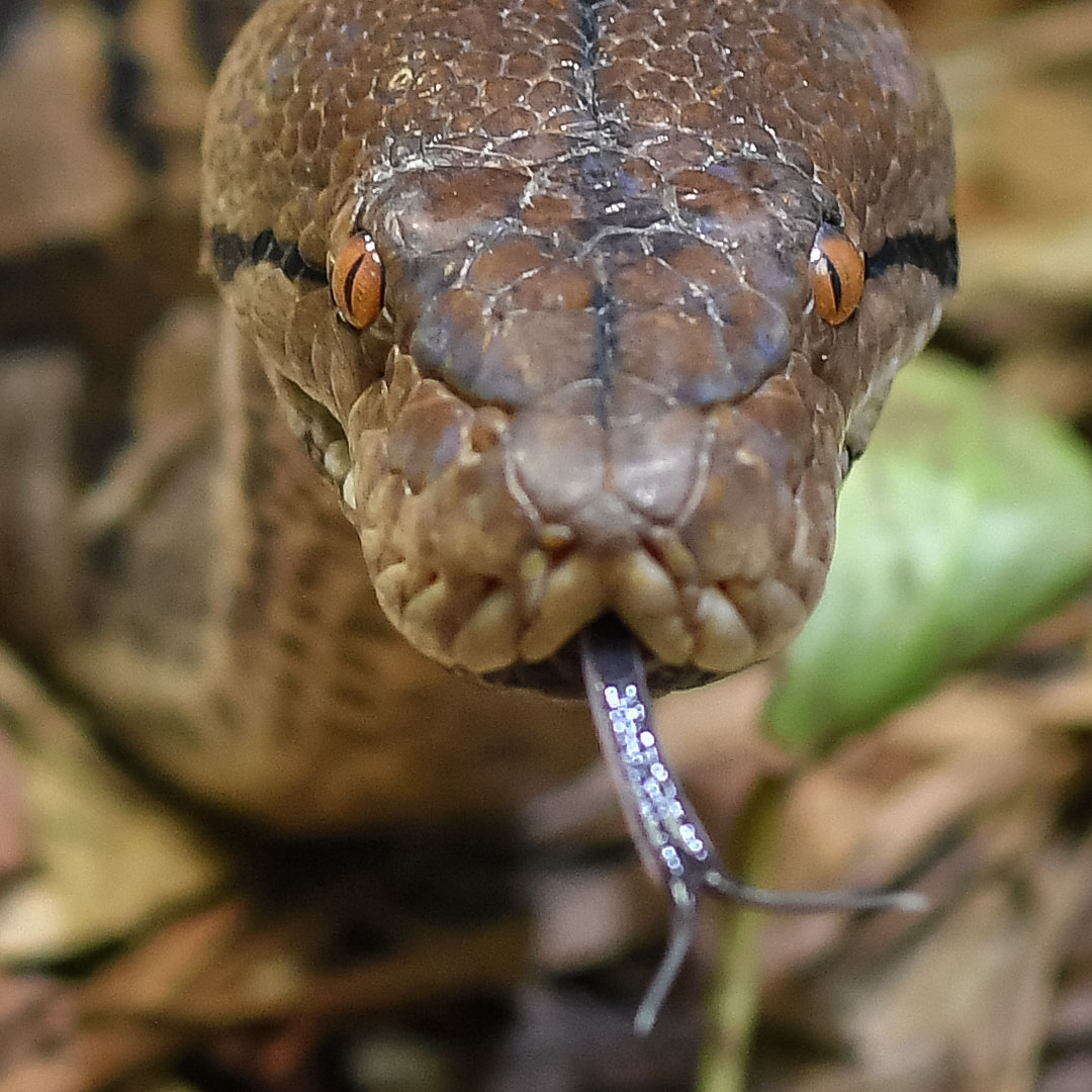 Reticulated python | Chester Zoo animals