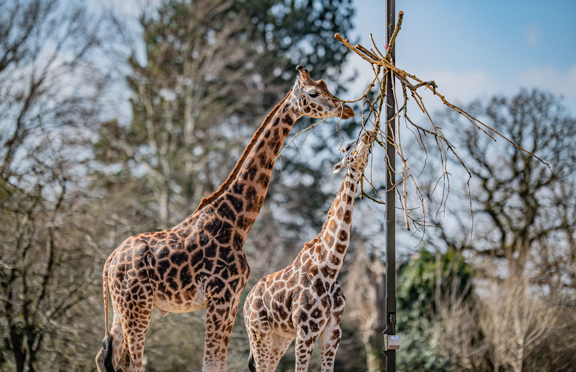 Giraffe Wild Nature Zoo Hasani Explores The Savanna