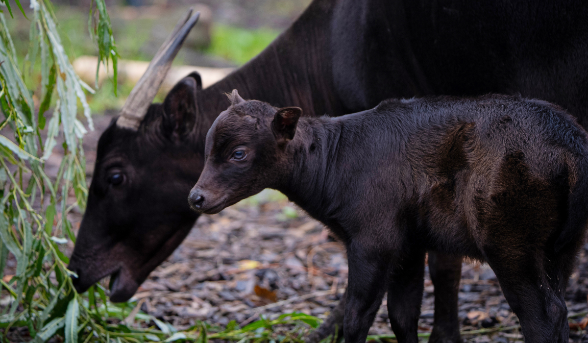 First time footage of rare anoa birth | Chester Zoo