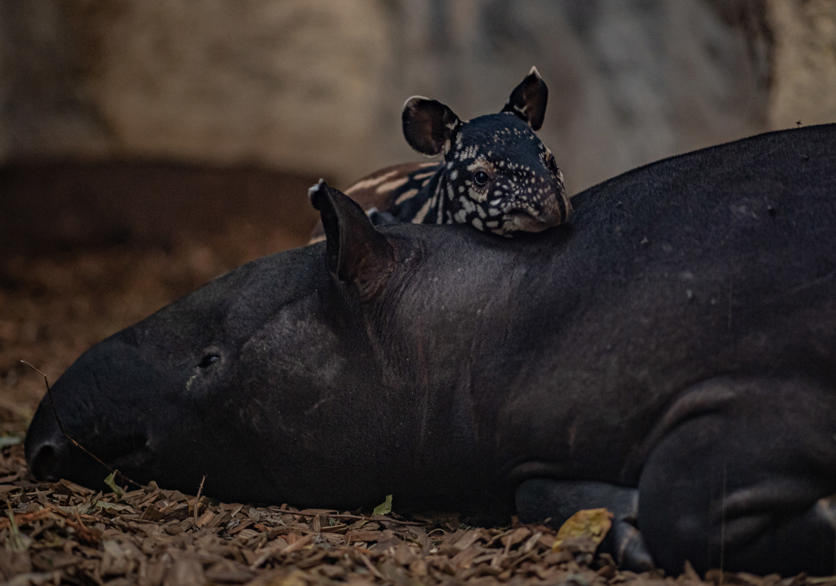 Rare Malayan tapir is born at the zoo! | Chester Zoo