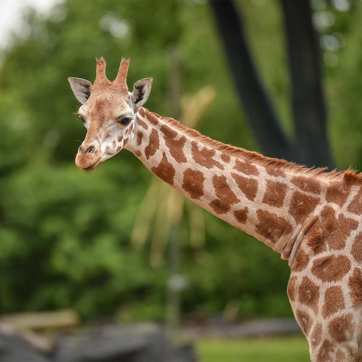 Animal fact file: Northern giraffe