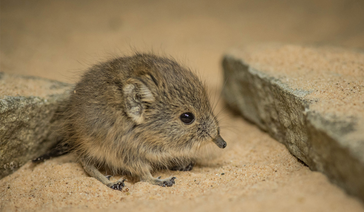 Sengi | Chester Zoo animals