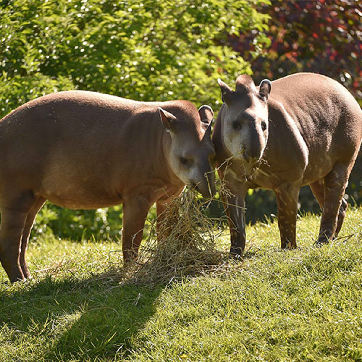 Celebrating 20 years of tapir conservation | Chester Zoo