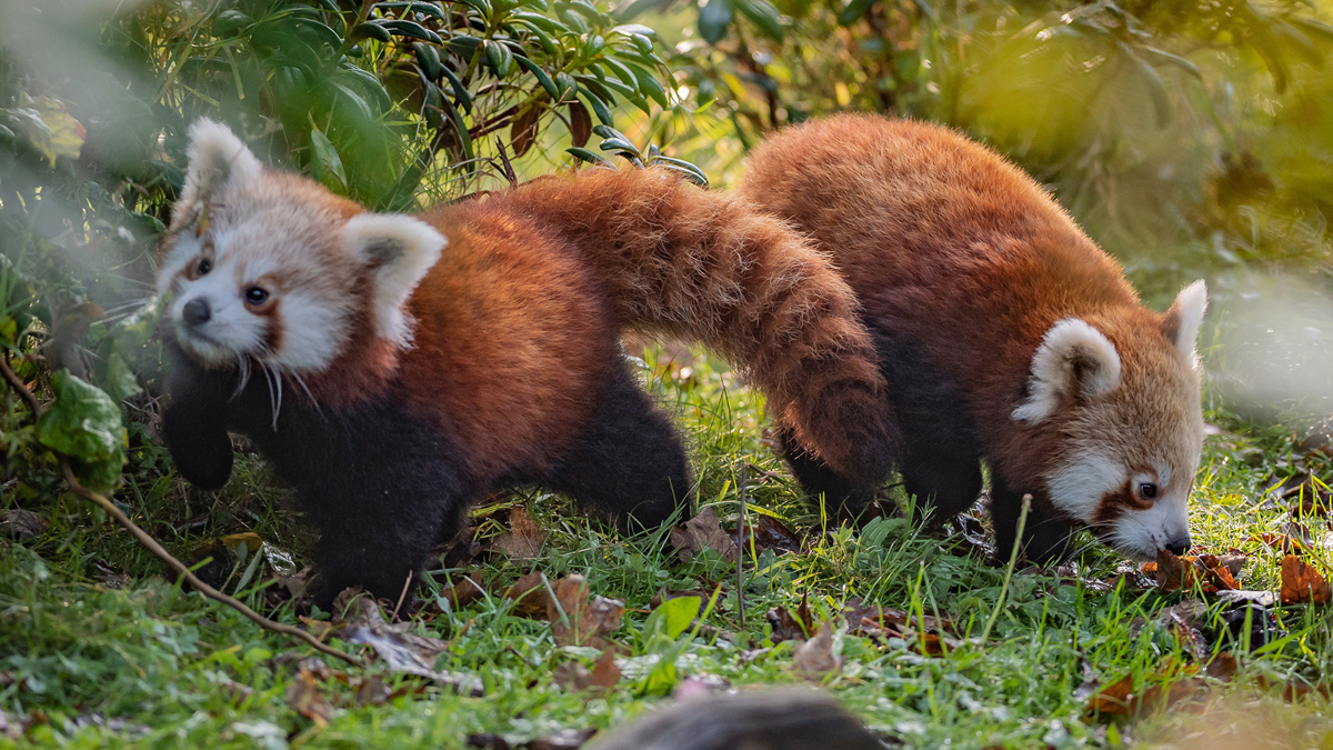 Adopt a red panda | Chester Zoo