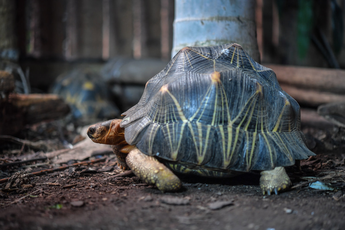Radiated tortoise | Chester Zoo animals