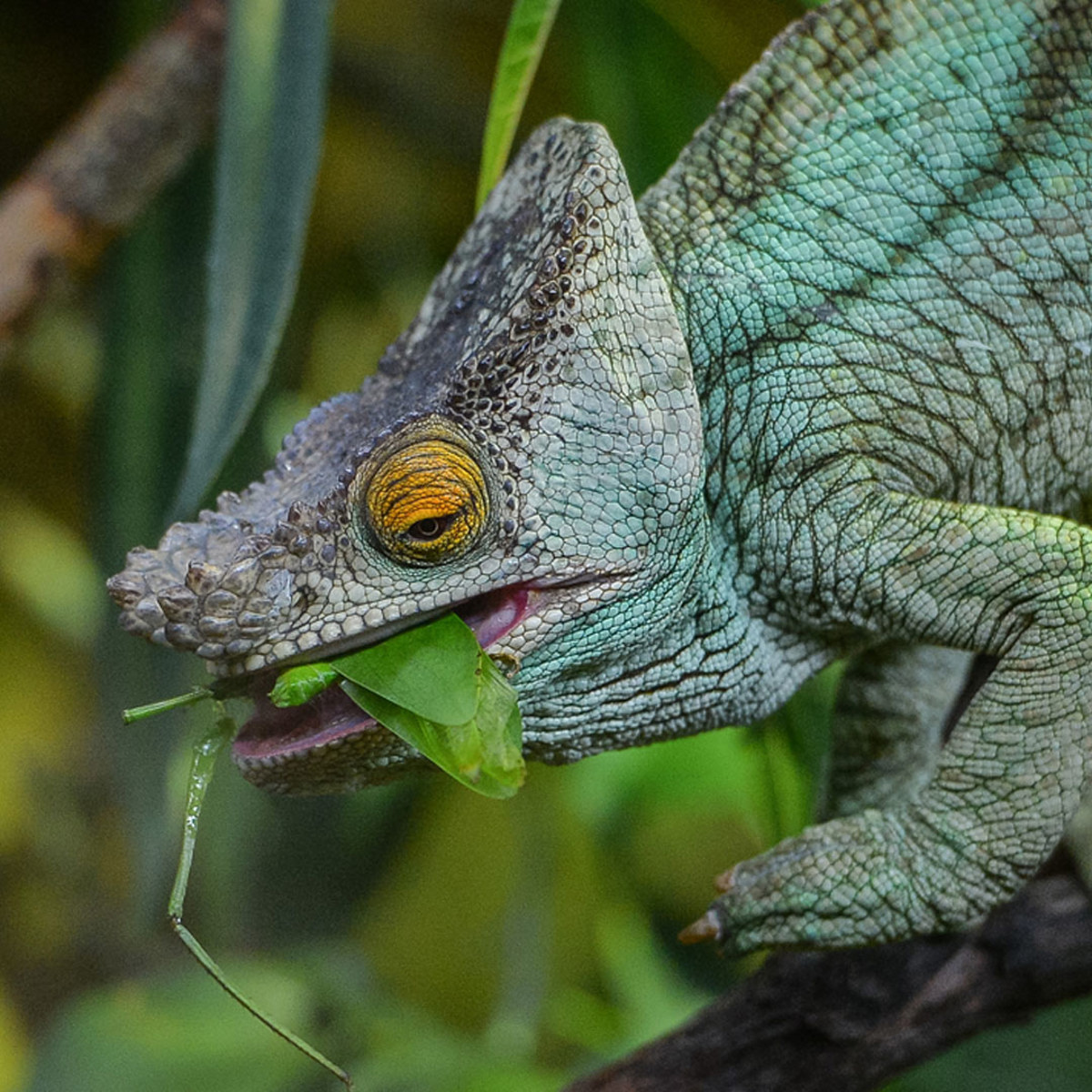 Parson's chameleon | Chester Zoo animals