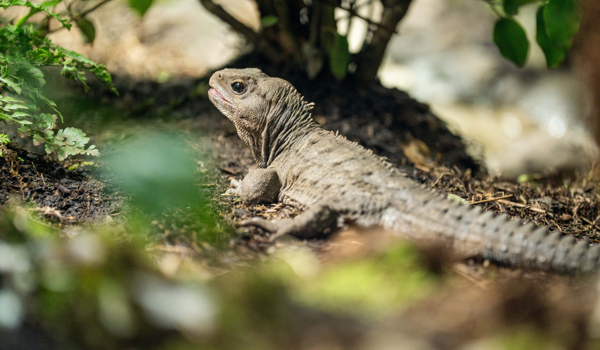 200-million-year-old reptiles get a new home here at the zoo | Chester Zoo