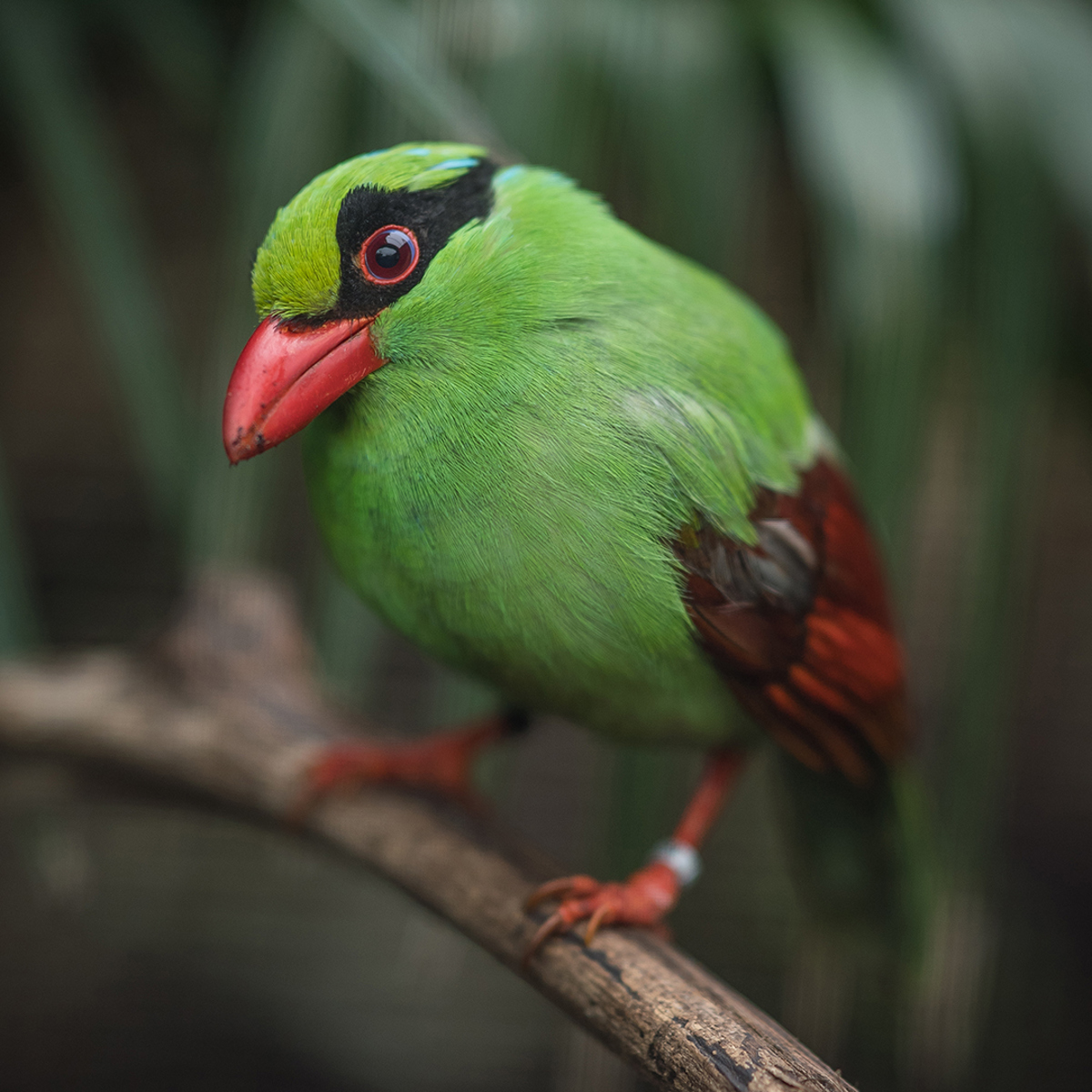 Chester Zoo and conservation workshop | Educational workshops ...