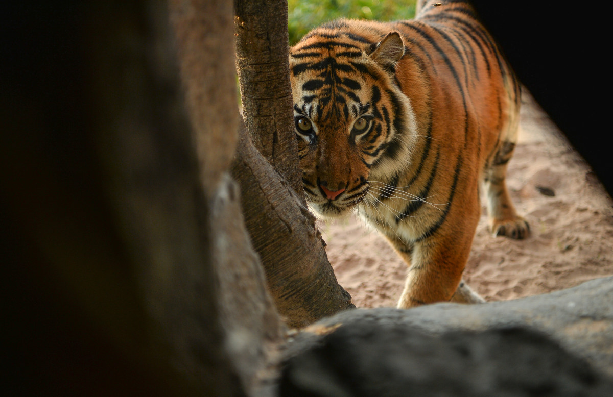 Equality, Diversity and Inclusion | Chester Zoo