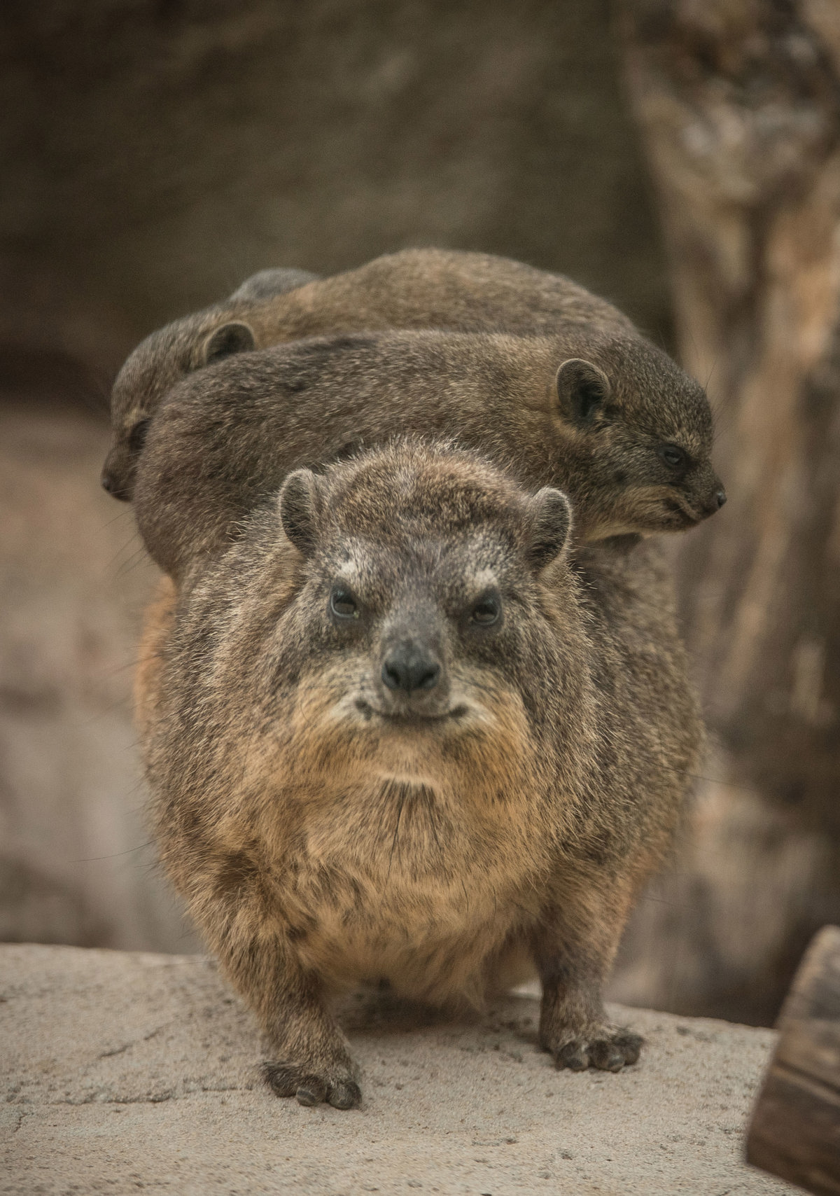 Rock hyrax | Chester Zoo animals