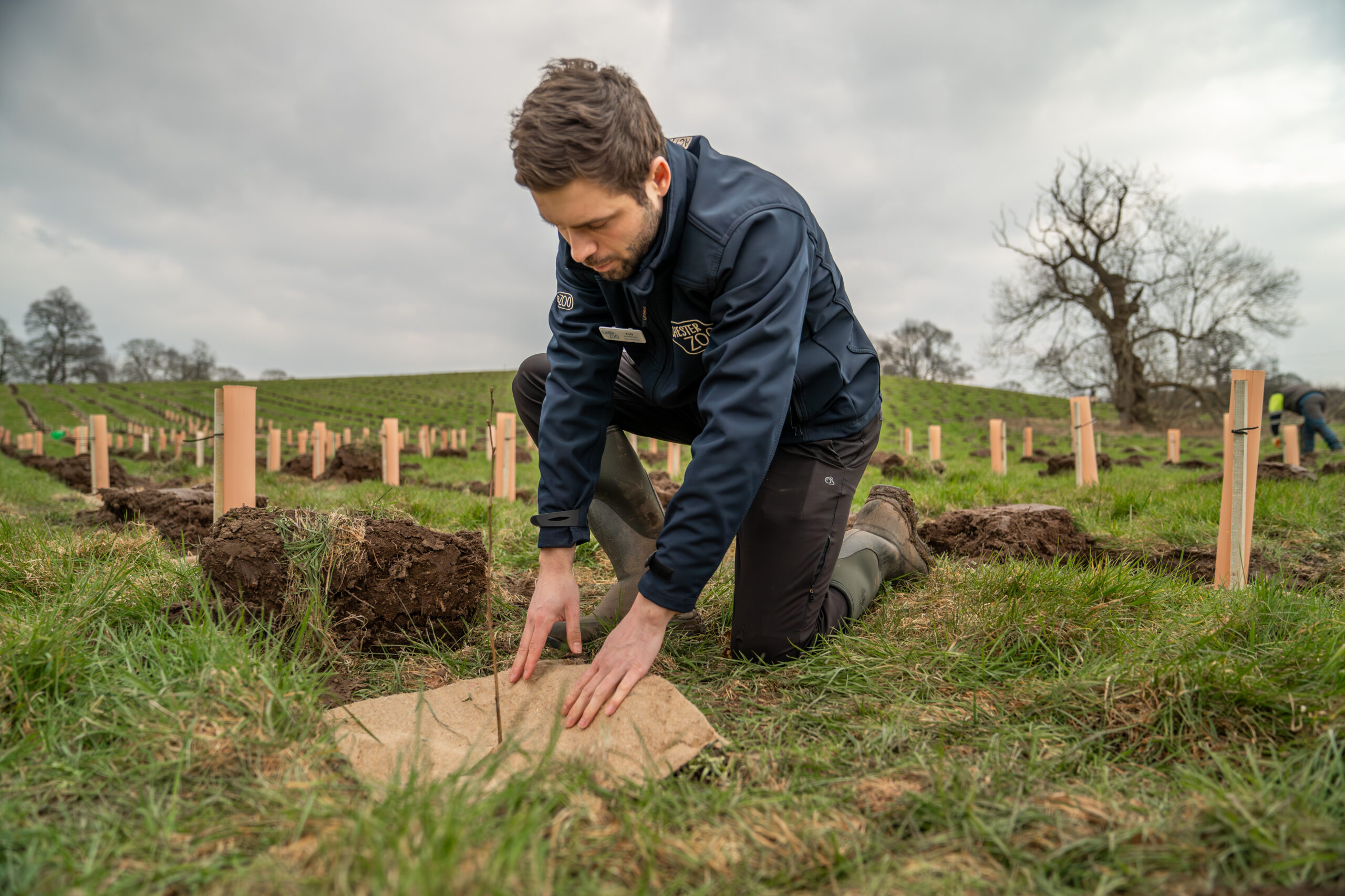 We've planted 19,000 new trees to help restore Cheshire’s lost ...