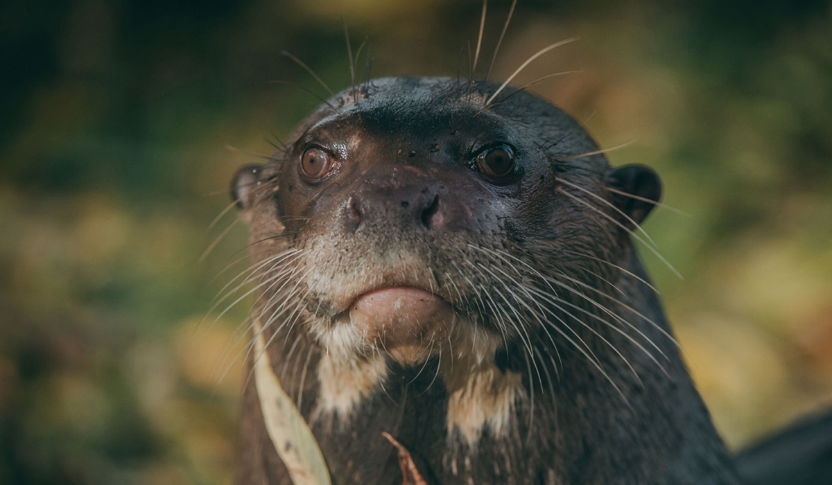 Giant otter | Chester Zoo animals