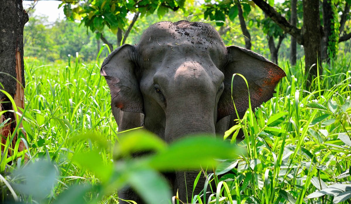 The Assam Haathi Project | Chester Zoo
