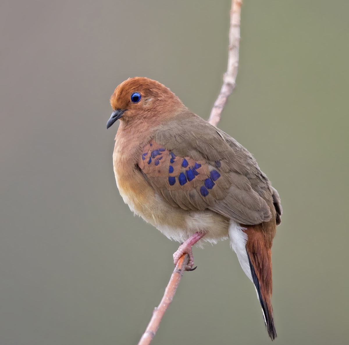 New hope for one of the world’s rarest bird species | Chester Zoo