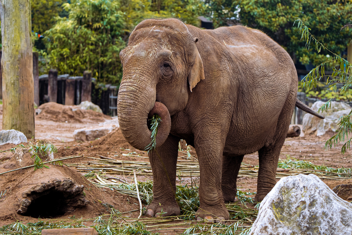 Asian elephant | Chester Zoo animals