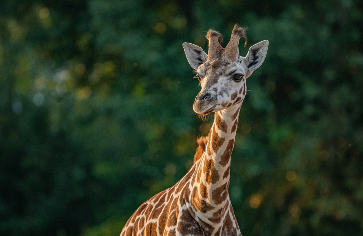 Northern giraffe declared 'endangered' | Chester Zoo Northern giraffe declared 'endangered' | Chester Zoo